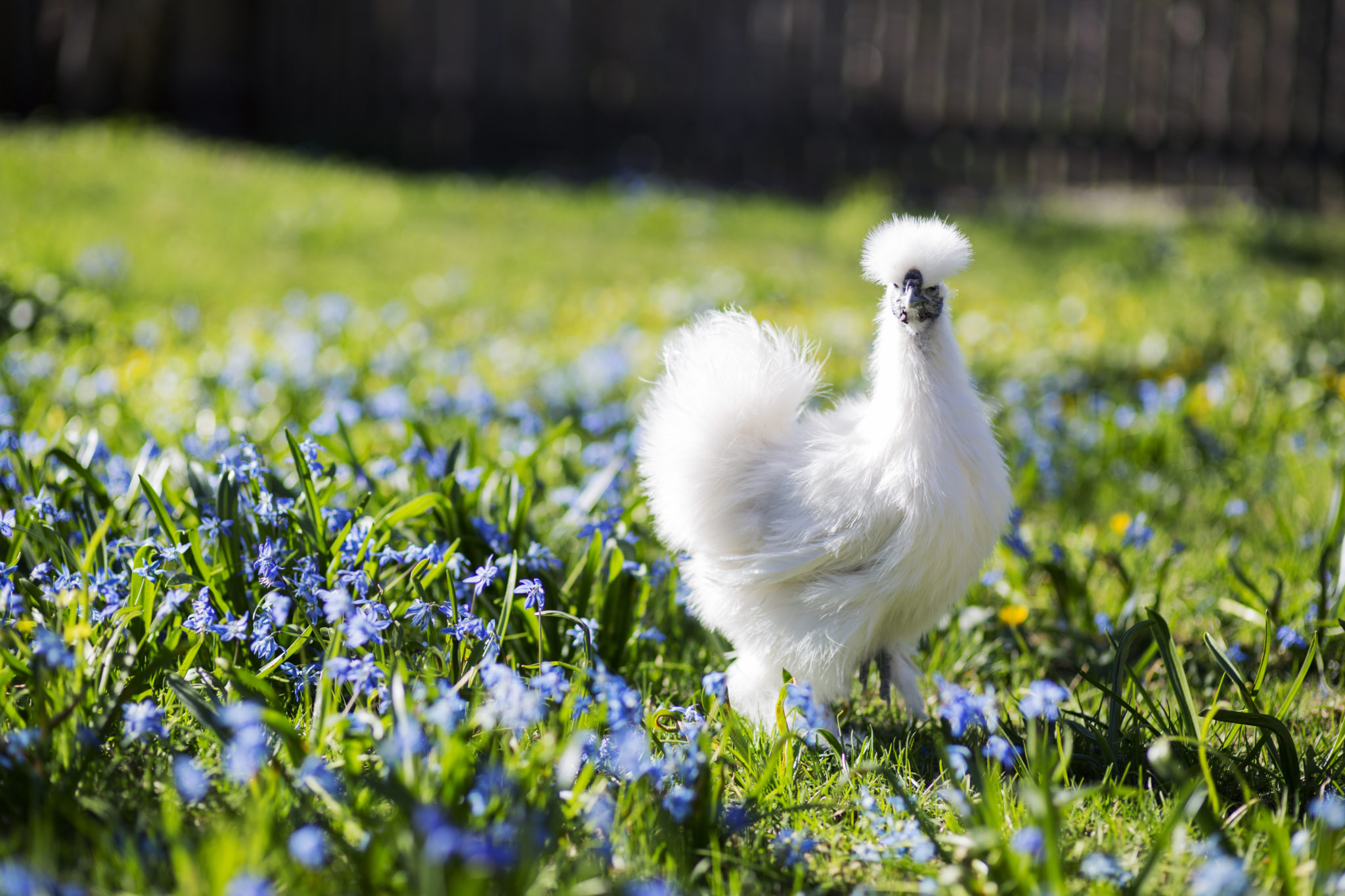 Silkie Breed Basics: Just the Facts | Small Pet Select