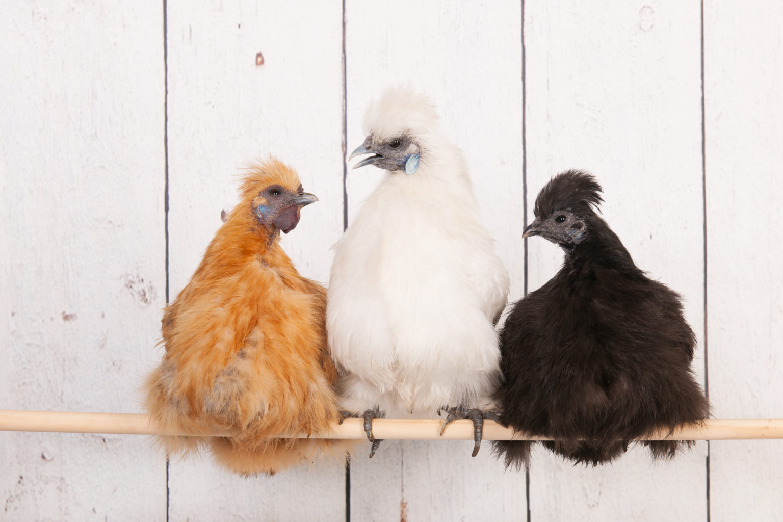 Silkie Breed Basics: Just the Facts | Small Pet Select
