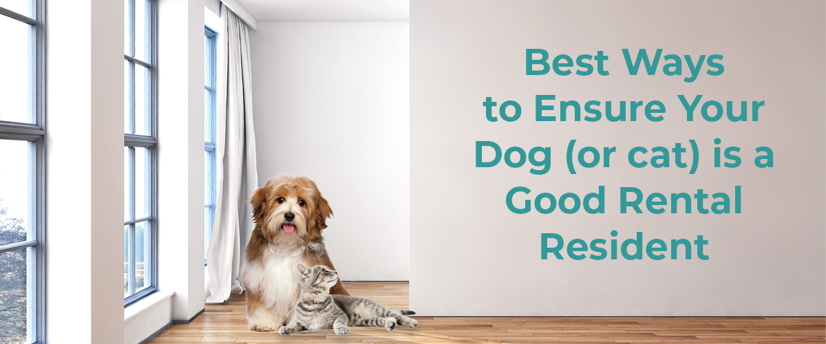 Renting with pets can be stressful. Here are some tips. | Small Pet Select