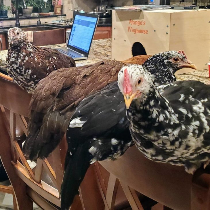 Flighty Hen? Learn How to Trust Train Your Chickens. | Small Pet Select