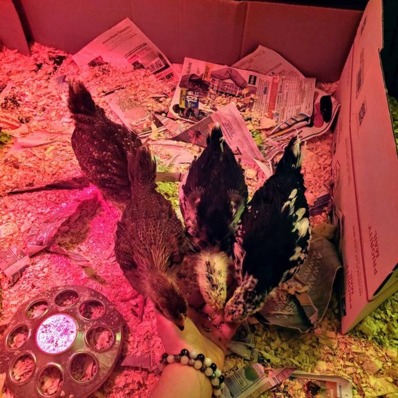 Flighty Hen? Learn How to Trust Train Your Chickens. | Small Pet Select