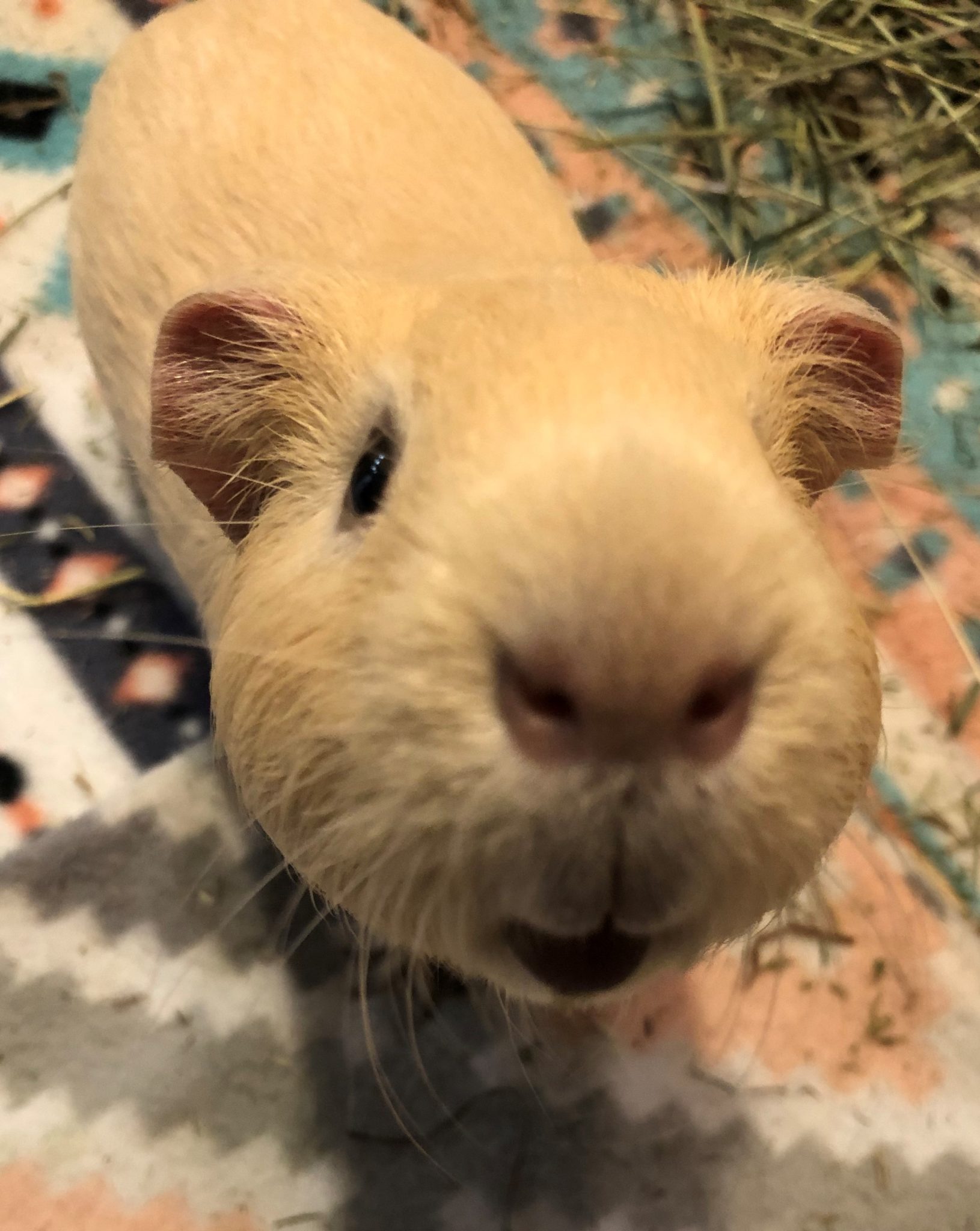 July 25, 2020 Weekly Cuties: WC-FRIENDSHIP| Small Pet Select