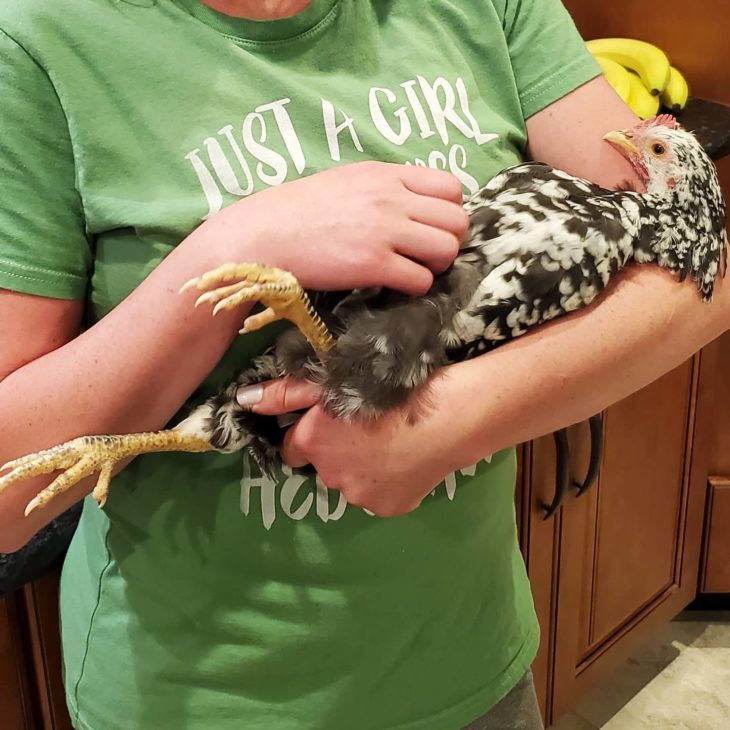 Flighty Hen? Learn How to Trust Train Your Chickens. | Small Pet Select