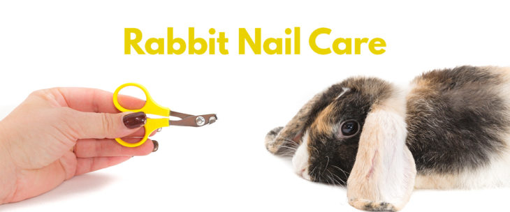 How to Trim Your Rabbit's Nails. Help! | Small Pet Select