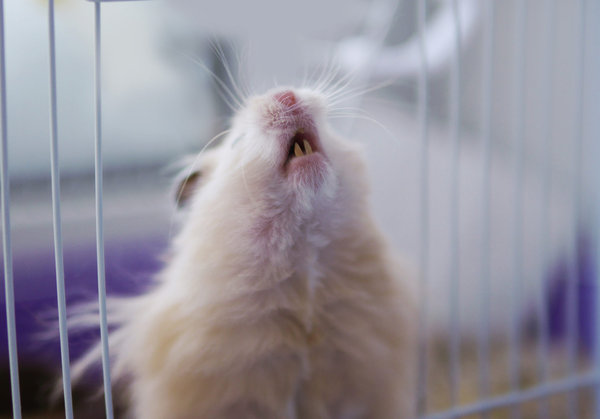 What are Potential Issues for Hamster Teeth? | Small Pet Select