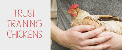 Flighty Hen? Learn How to Trust Train Your Chickens. | Small Pet Select