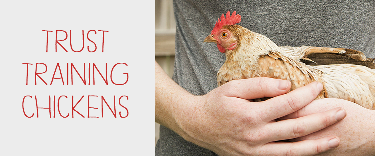 Flighty Hen? Learn How to Trust Train Your Chickens. | Small Pet Select