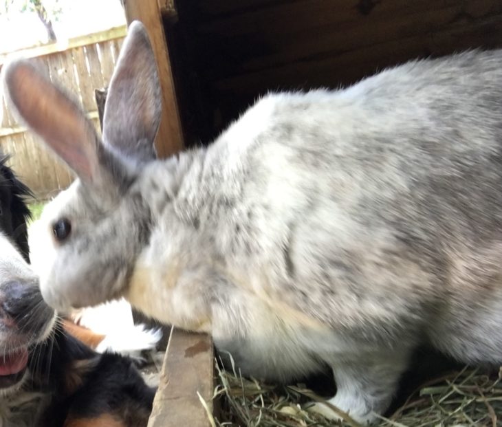 August 29, 2020 Weekly Cuties: WC-WILDLIFE | Small Pet Select