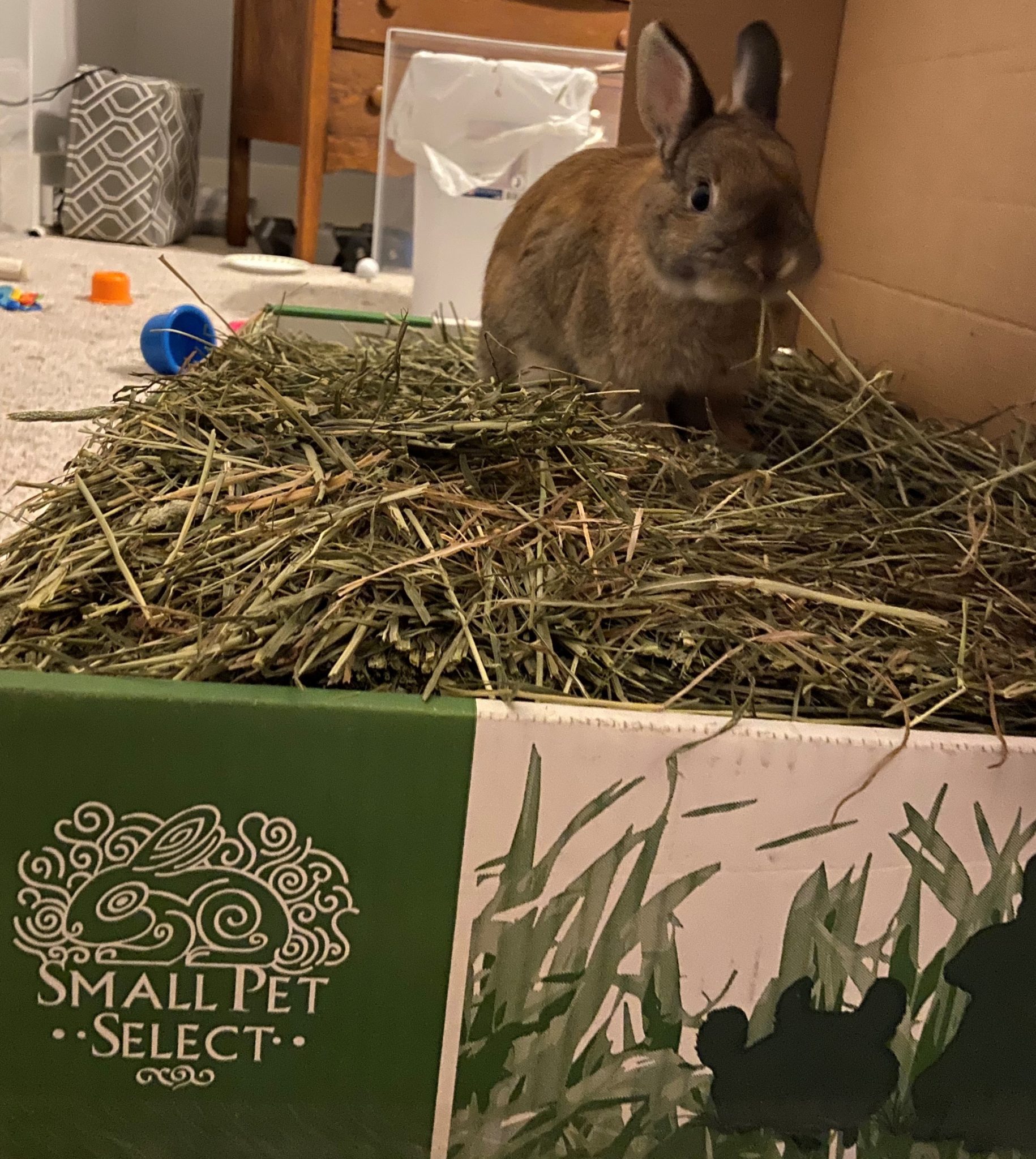 September 12, 2020: WC-ENCOURAGEMENT | Small Pet Select