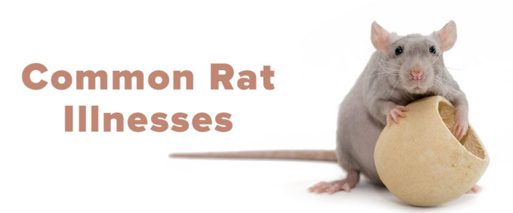 Common Rat Illnesses. What Are They? | Small Pet Select