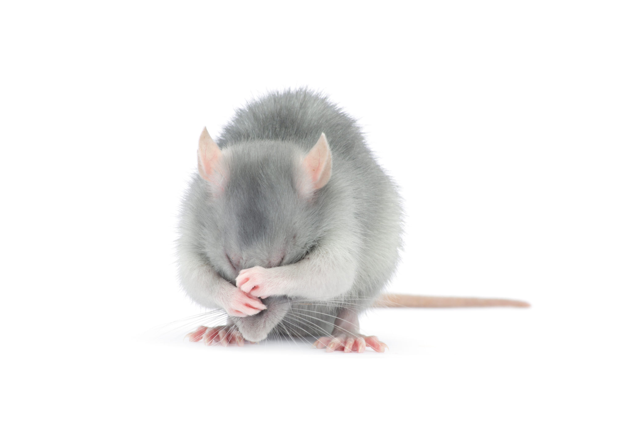 Common Rat Illnesses. What Are They? | Small Pet Select