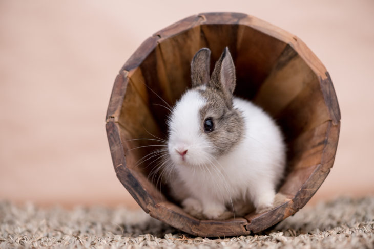 Rabbits Need Exercise! Get Their Bunny Buns Moving | Small Pet Select
