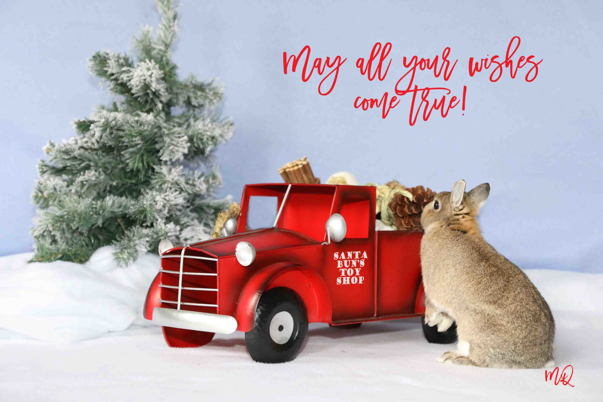 Through Abigail's Eyes - Bunny Portraits | Small Pet Select