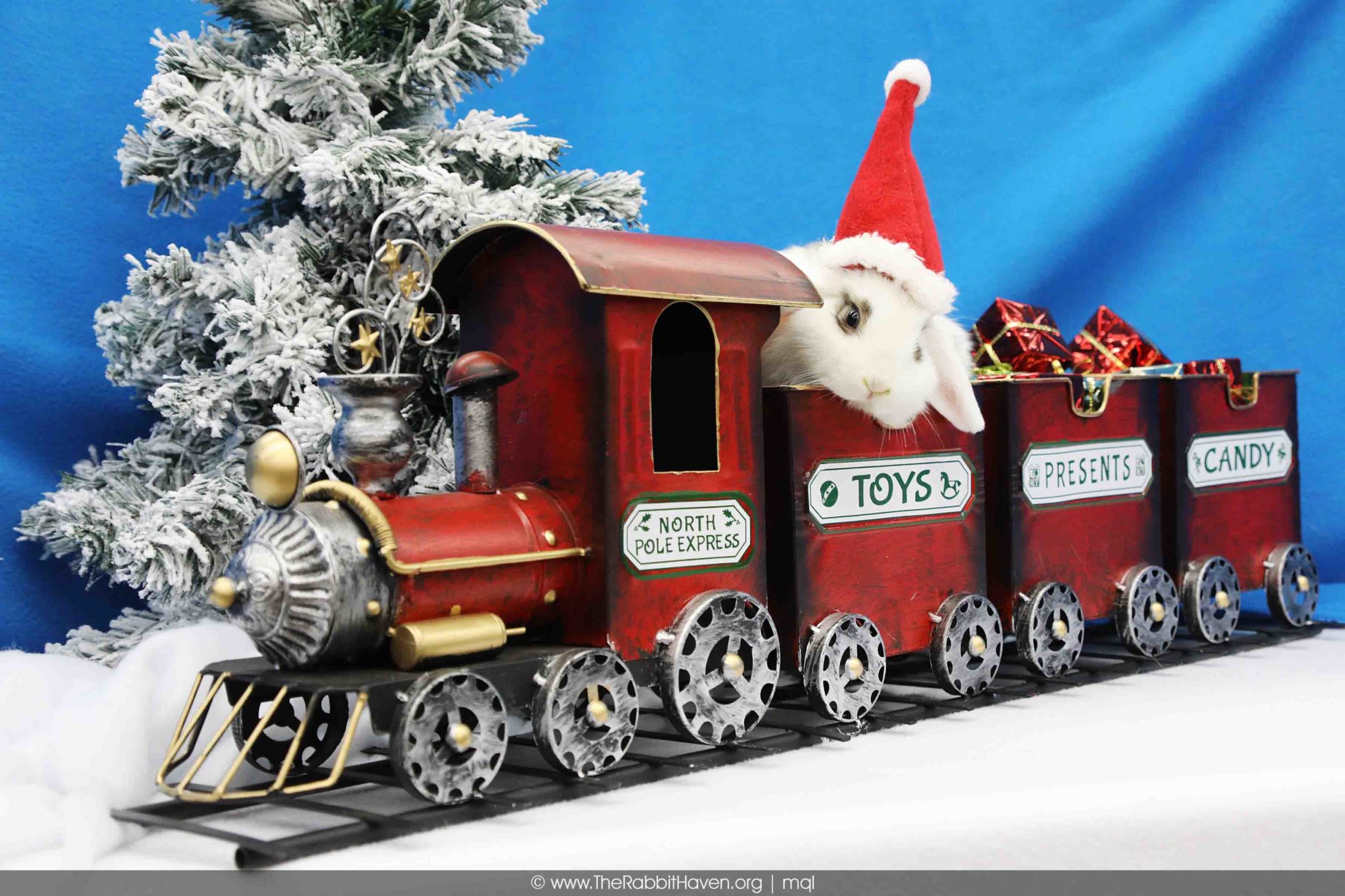 Through Abigail's Eyes - Bunny Portraits | Small Pet Select