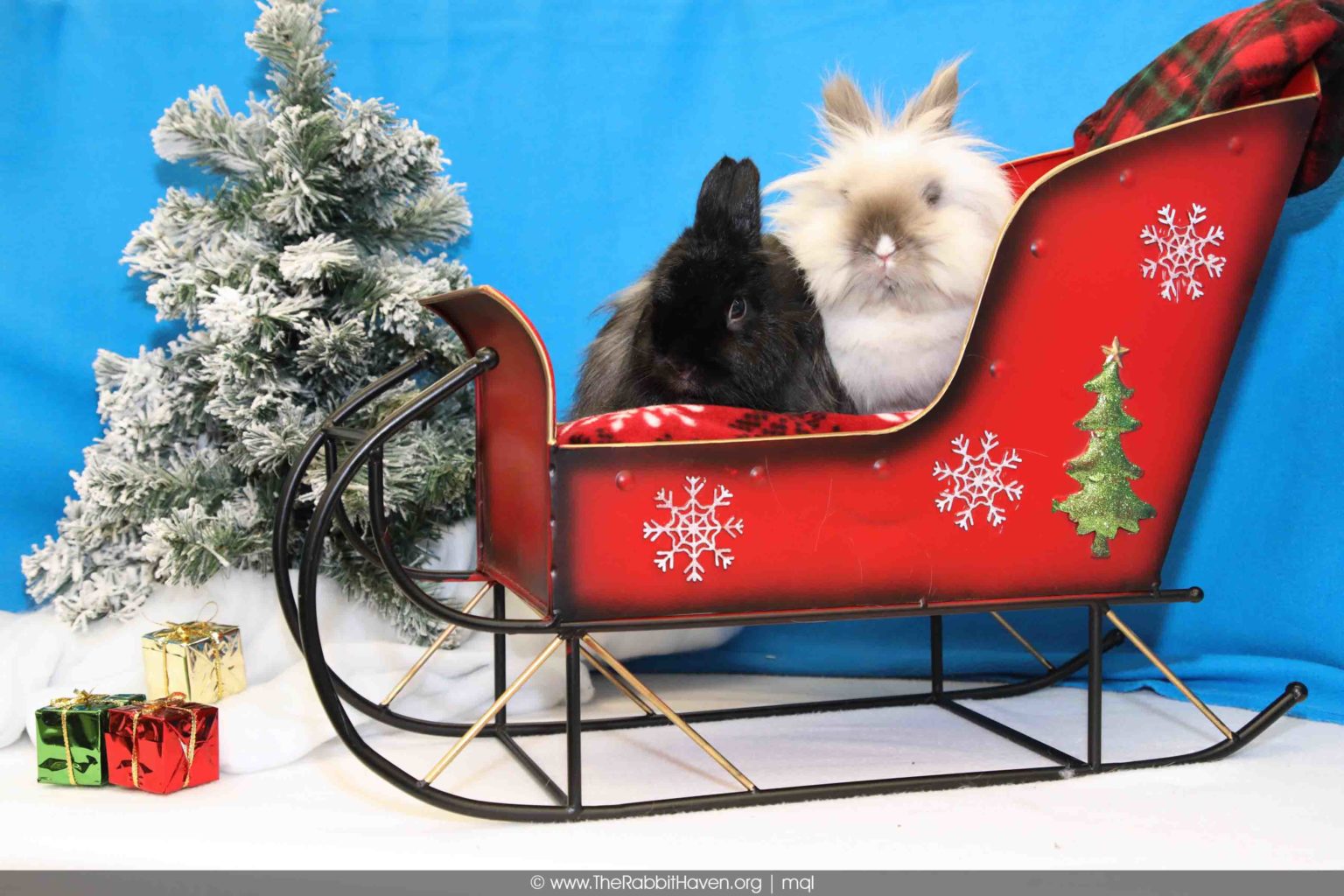 Through Abigail's Eyes - Bunny Portraits | Small Pet Select