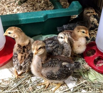 December 12, 2020 - WC: WINTER | Small Pet Select