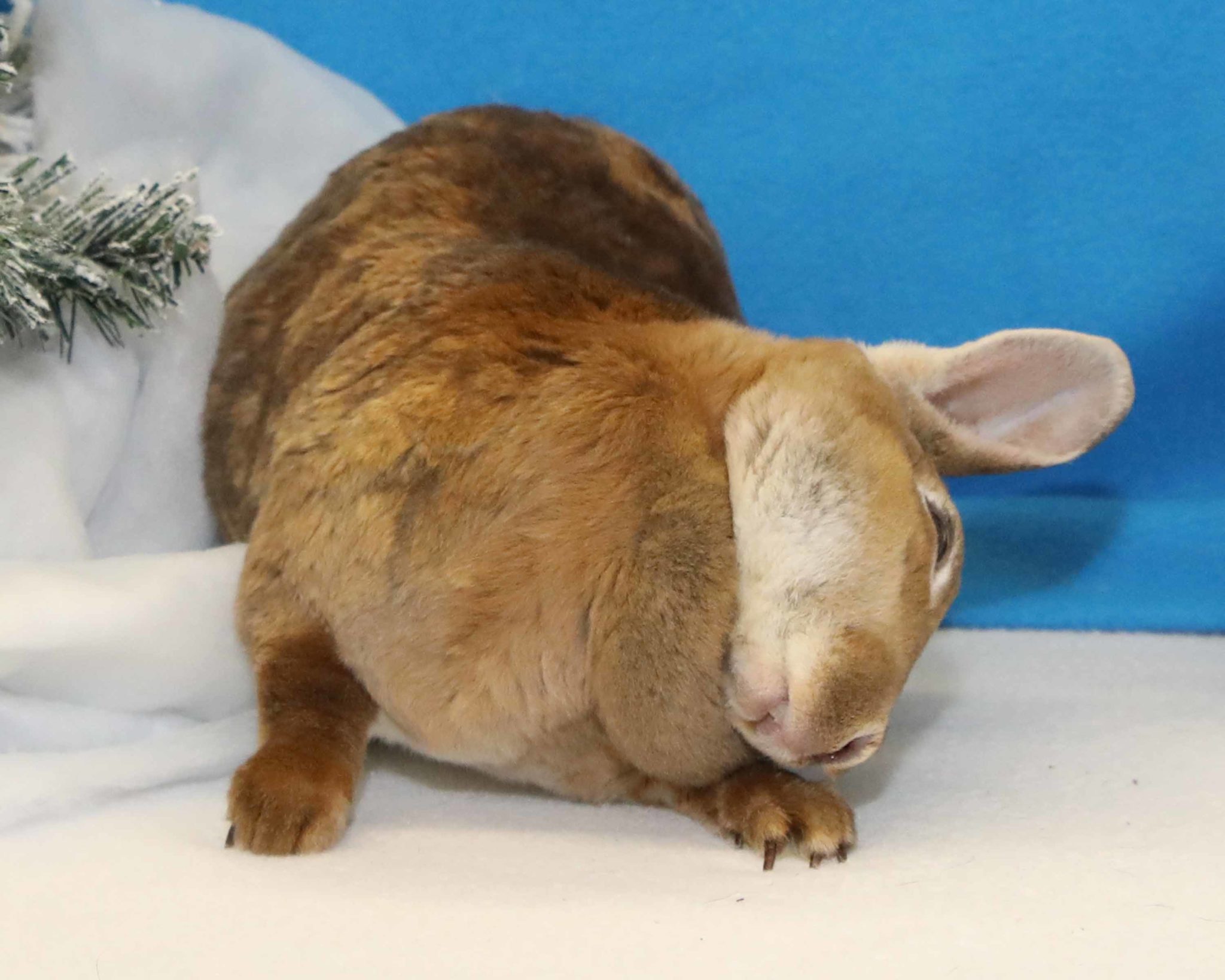 What is E.cuniculi? How Do Rabbits Get It? | Small Pet Select