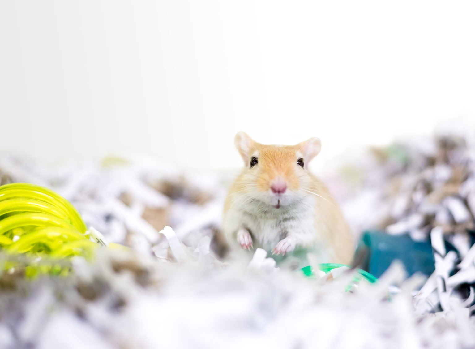 We've got recommendations on the best gerbil books | Small Pet Select
