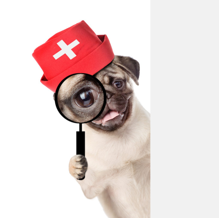 Simple Health Checks for Animals You Can Do At Home | Small Pet Select