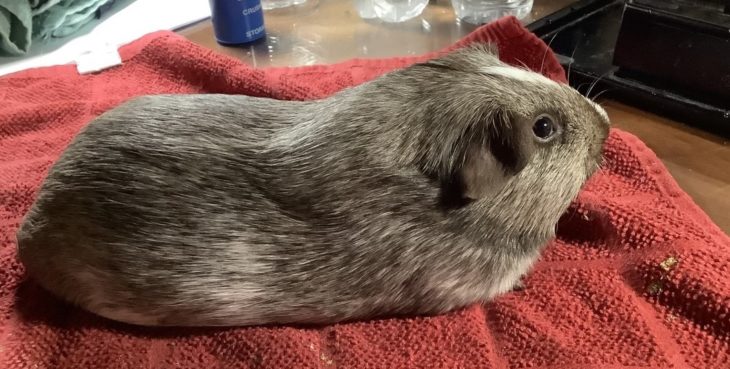 February 27, 2021 - WC-PIG | Small Pet Select