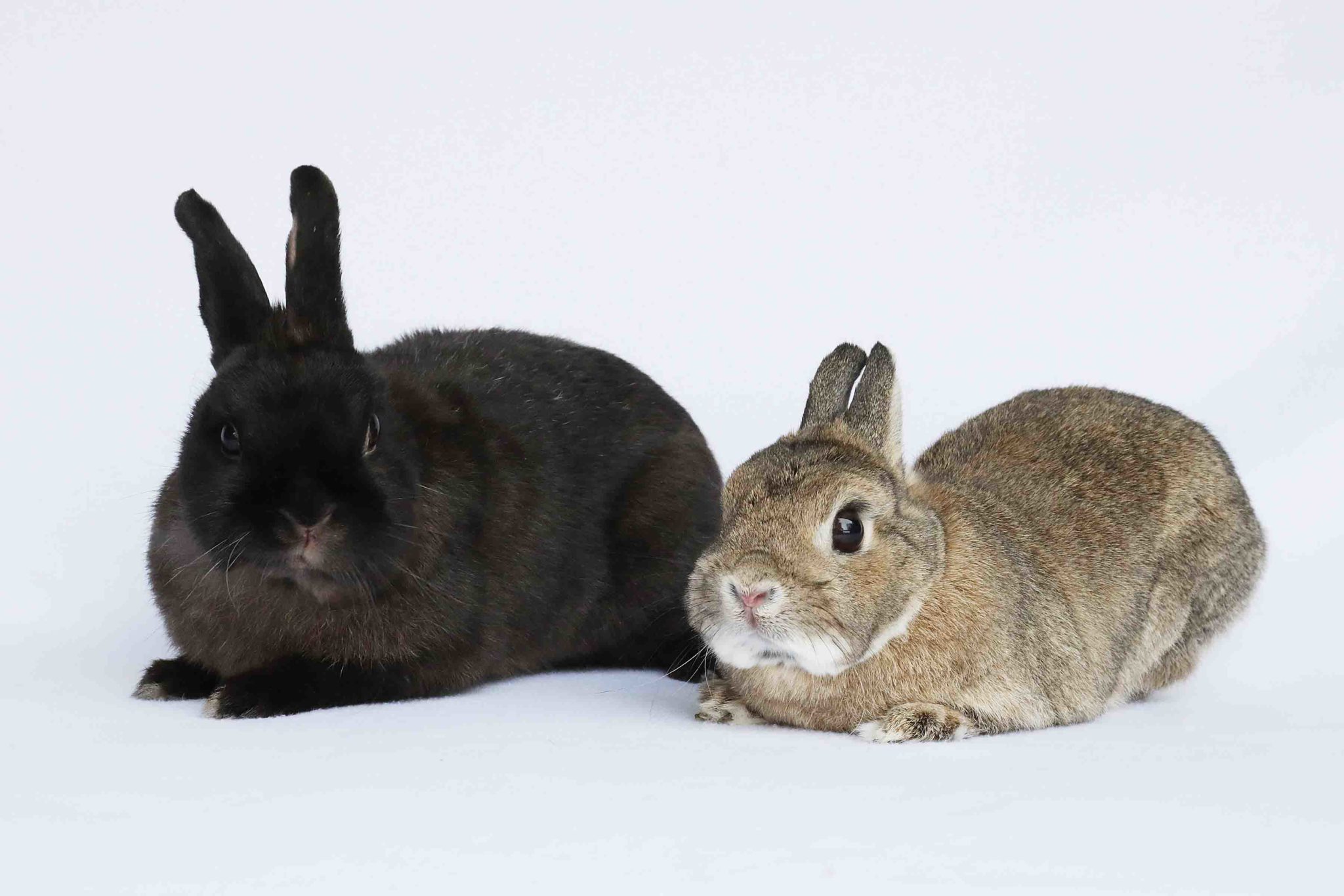 Through Abigail's Eyes - The Christmas Miracle in Spring | Small Pet Select