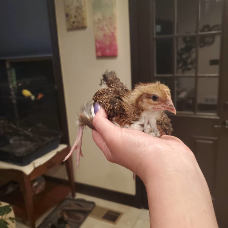 Meet Shelby's Backyard Chickens | Small Pet Select