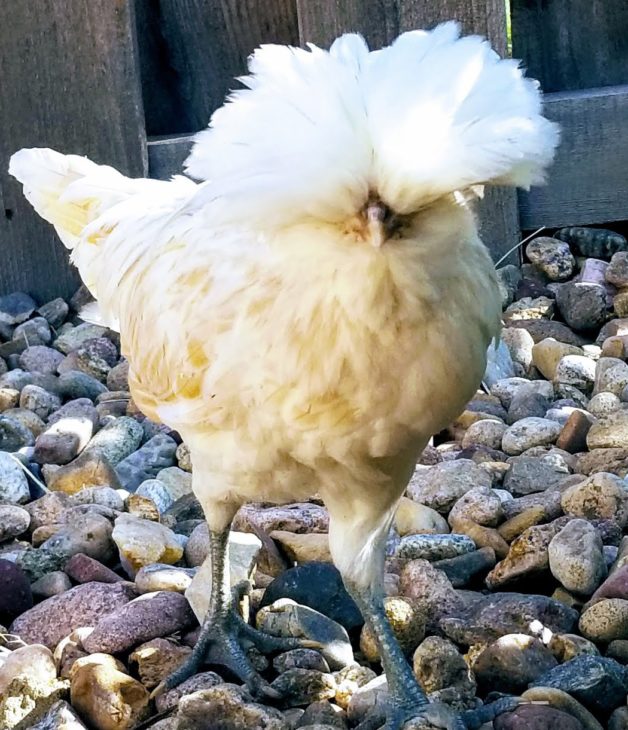 Meet Shelby's Backyard Chickens | Small Pet Select