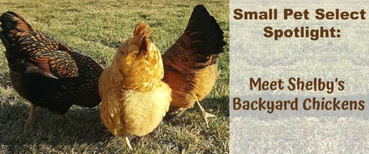 Meet Shelby's Backyard Chickens | Small Pet Select