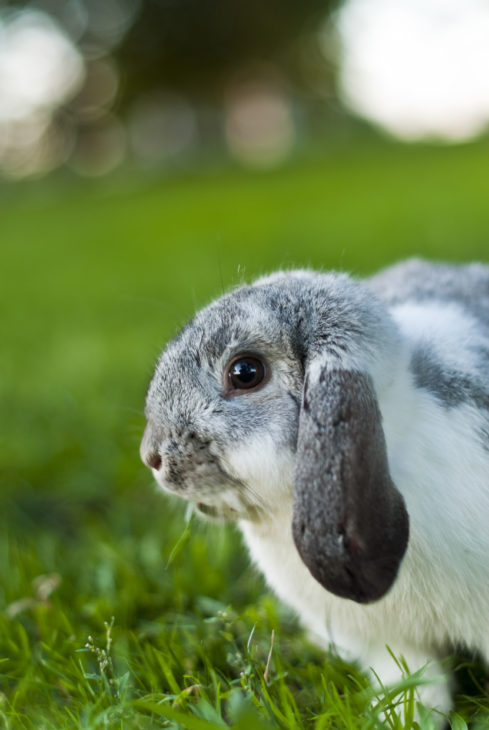Why do Some Rabbits Have Lop Ears? | Small Pet Select