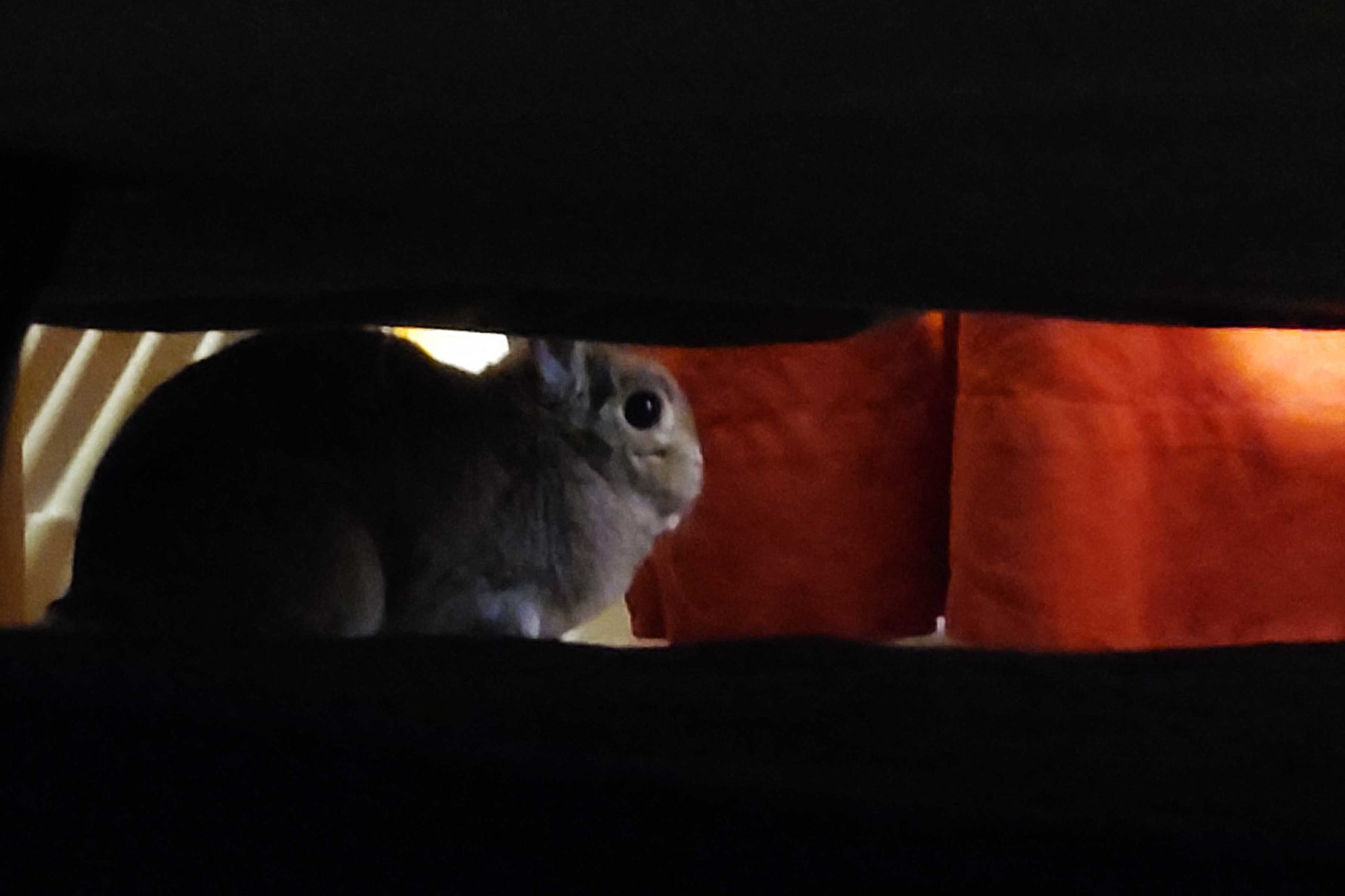 Through Abigail's Eyes - Finding Abigail | Small Pet Select