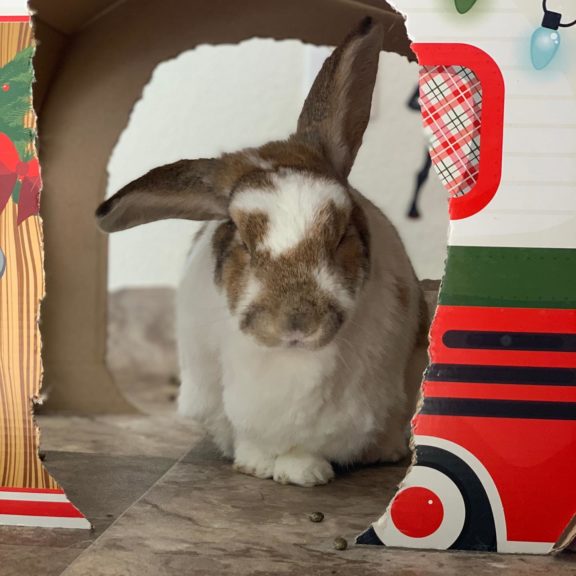 Rabbit Communication: Bunny Communication 101 | Small Pet Select