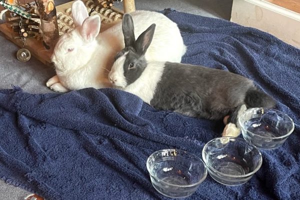 Rabbit Communication: Bunny Communication 101 | Small Pet Select