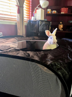 Rabbit Communication: Bunny Communication 101 | Small Pet Select