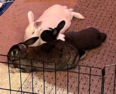 Rabbit Communication: Bunny Communication 101 | Small Pet Select