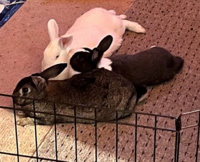 Rabbit Communication: Bunny Communication 101 | Small Pet Select