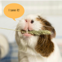 Hay Quality Really Shows Under A Microscope! | Small Pet Select