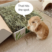What Rabbit Poop Can Tell You? | Small Pet Select