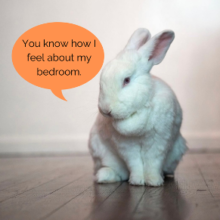 What Rabbit Poop Can Tell You? | Small Pet Select