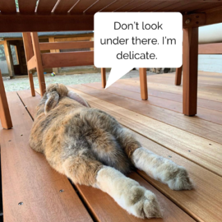 What Rabbit Poop Can Tell You? | Small Pet Select