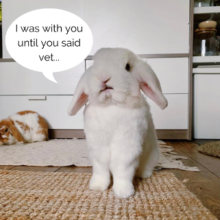 What Rabbit Poop Can Tell You? | Small Pet Select