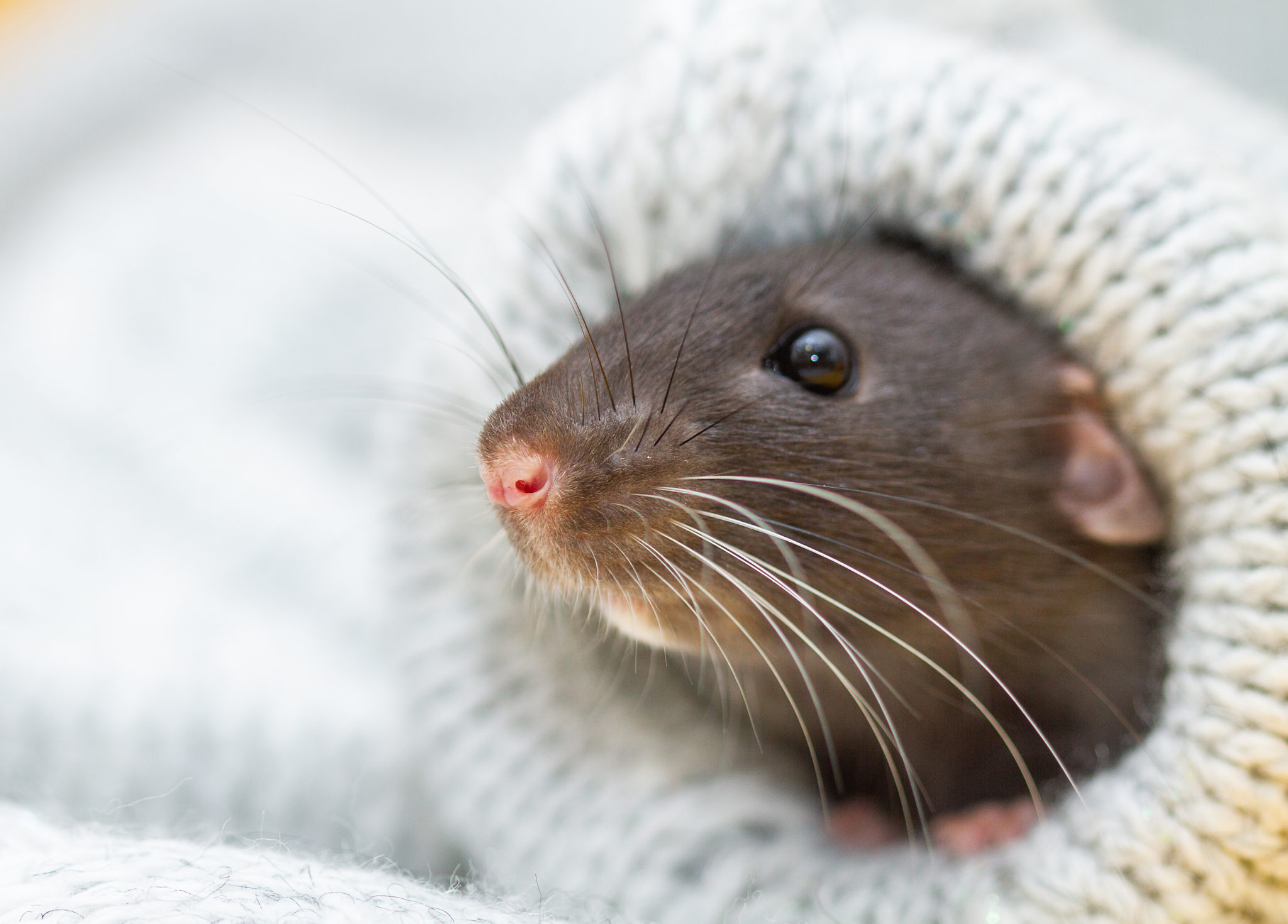 Keeping rats as pets... why are they so popular? | Small Pet Select