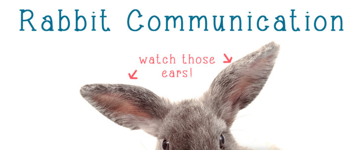 Rabbit Communication: Bunny Communication 101 | Small Pet Select