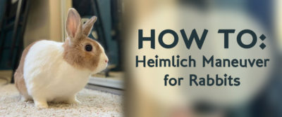 Health Emergency: How to Help a Choking Rabbit | Small Pet Select