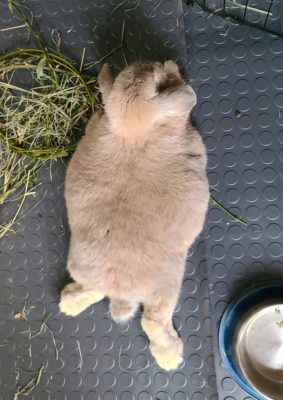 Is my rabbit fit? Is my rabbit fat? How to check. | Small Pet Select