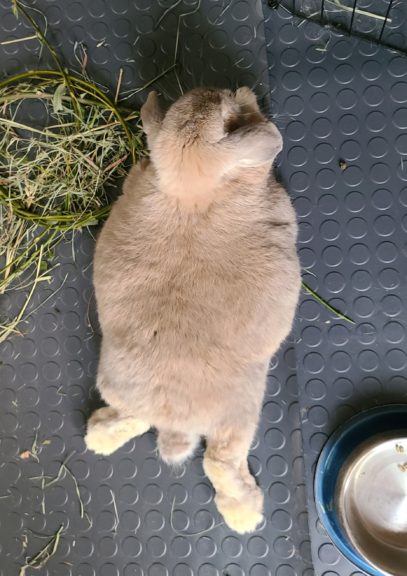 Is my rabbit fit? Is my rabbit fat? How to check. | Small Pet Select