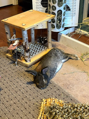 Is my rabbit fit? Is my rabbit fat? How to check. | Small Pet Select