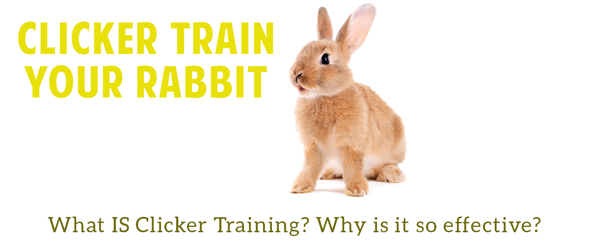 House Rabbit Clicker Training: Why Teach Your Bun? | Small Pet Select
