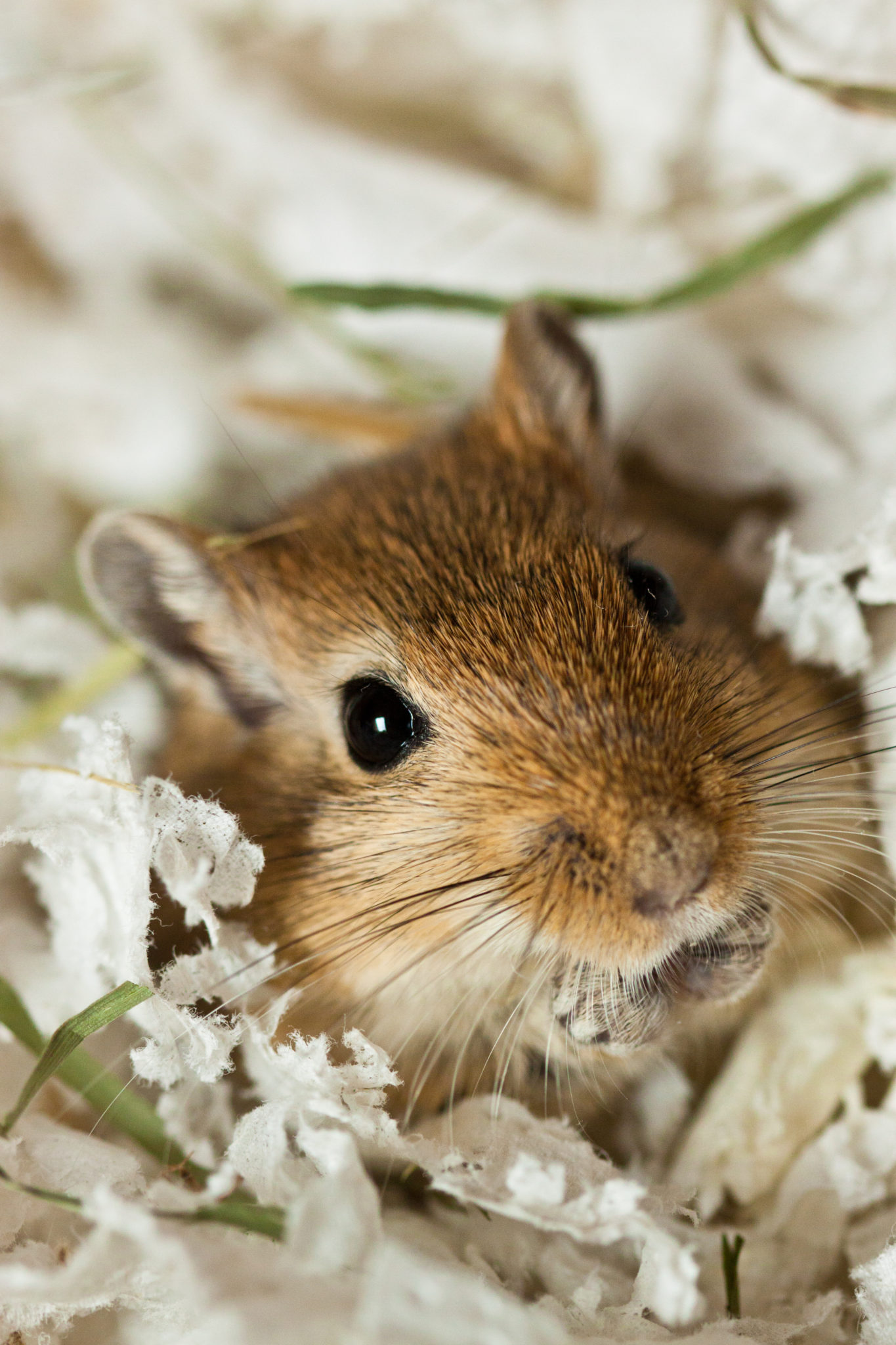 What is gerbil tail slip and how can you prevent it? | Small Pet Select
