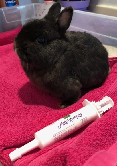 September 25, 2021: WC-GIFT | Small Pet Select