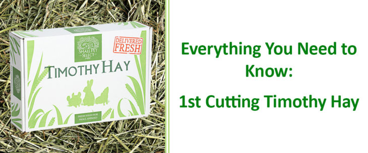 First Cut Timothy Hay: Everything You Need to Know | Small Pet Select